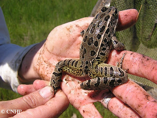 CNHP Blog: More field updates from Southeast Colorado