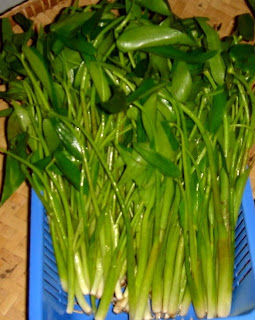 MY PRECIOUS BUTIZA: KAAKATUNG OR KATUNG-KATUNG