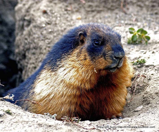 Trekking and Photography in the Himalaya: Himalayas Wildlife: Marmot ...