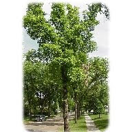 LIVING THE GARDENING LIFE: Trees of City of Edmonton