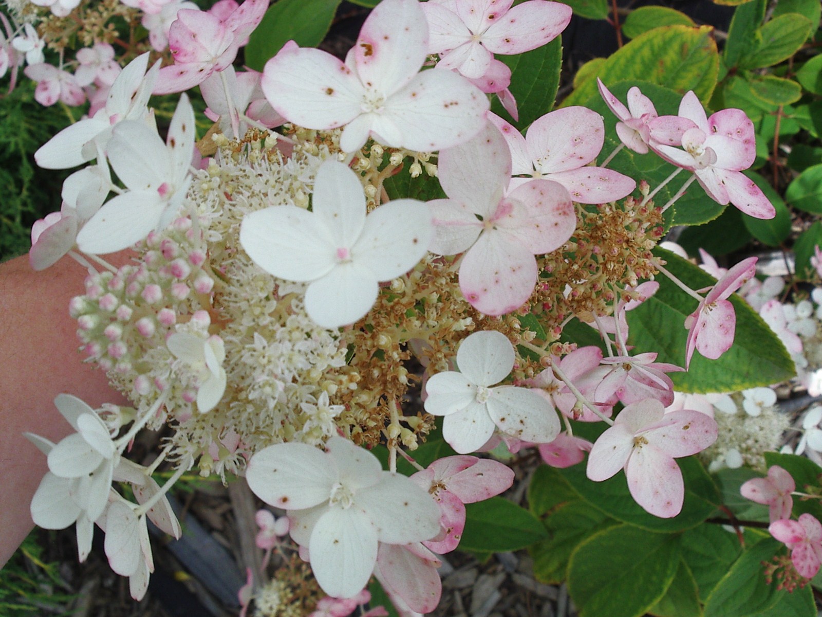 LIVING THE GARDENING LIFE: Fertilizer Friday Flaunt - Stages of Pink