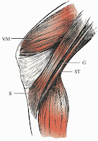 SMART PHYSIOTHERAPY CENTRE: Pes Anserinus Cont....