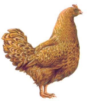 AVICULTURA