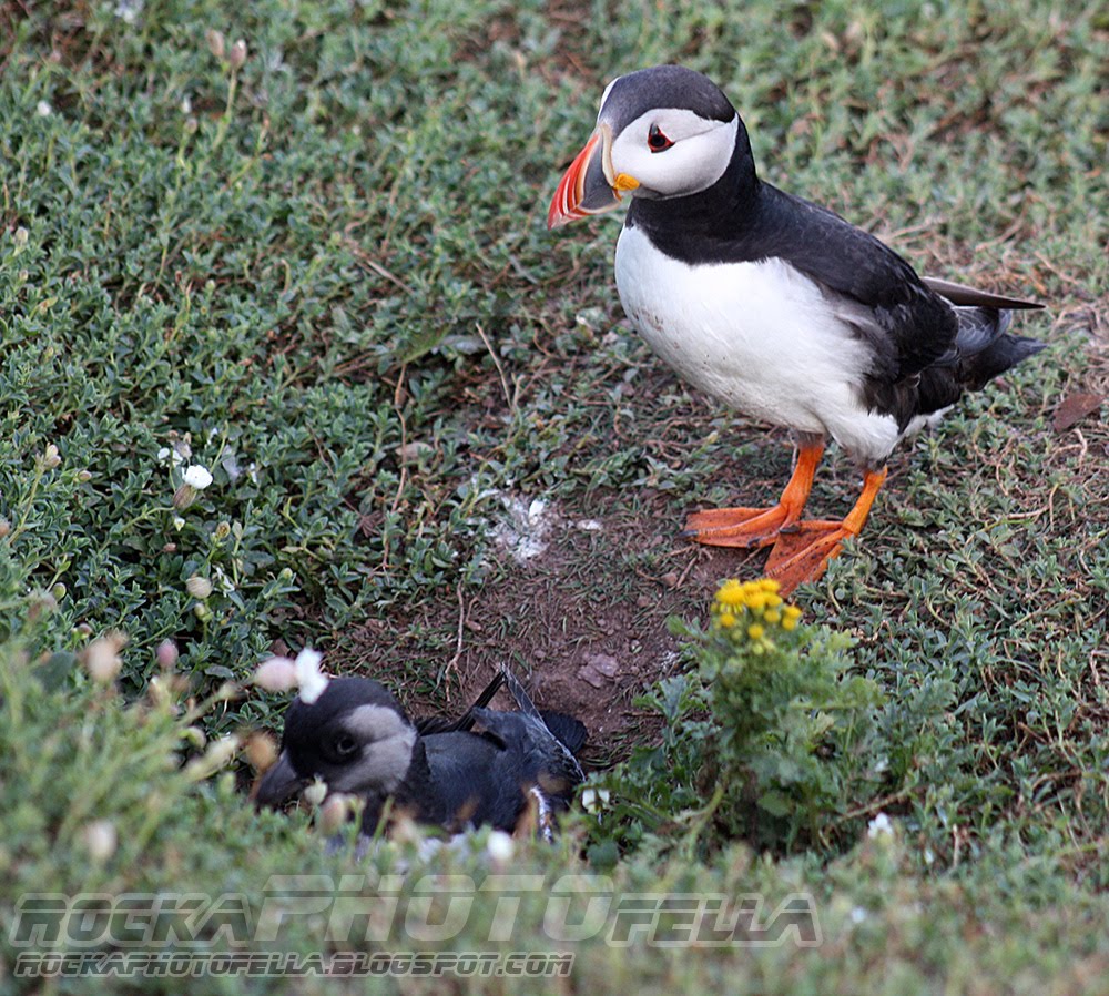 RockaPHOTOfella's Gallery: August 2010