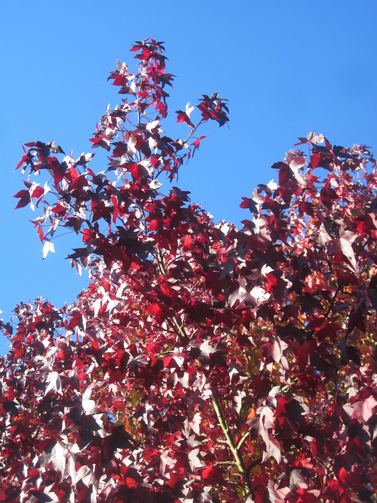 Where Beechmast Falls: Sparrow, Seed heads and Liquid Amber