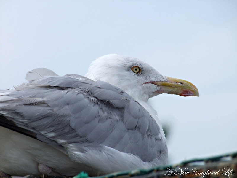 A New England Life: Rockport Gull