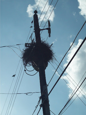 My Heart's Ease: Outdoor Wednesday Everman,TX Parrots