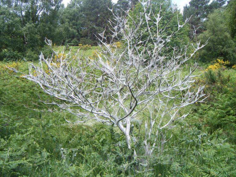 The Speyside Way: Return of the ghost trees....