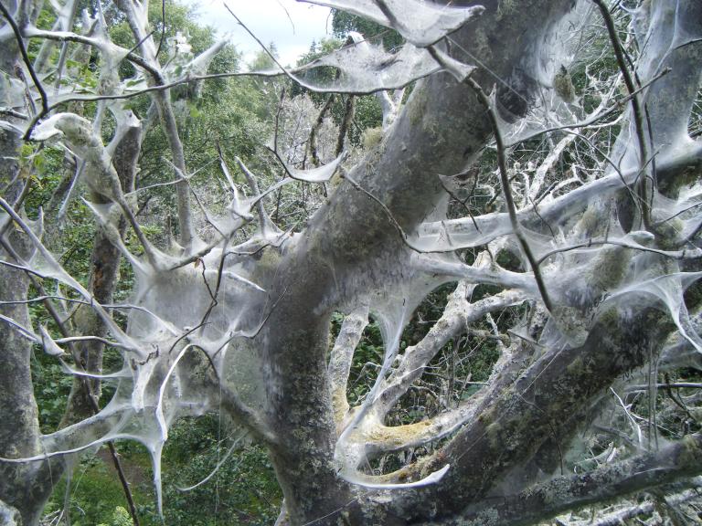 The Speyside Way: Return of the ghost trees....