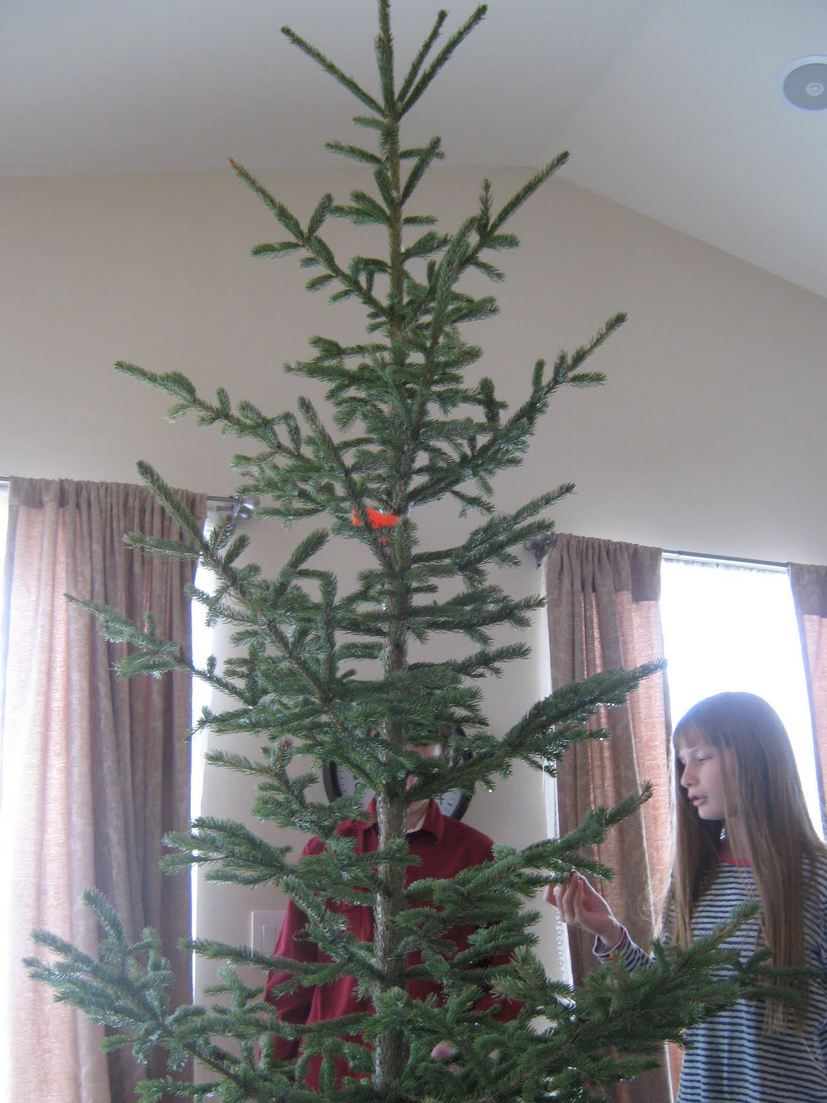 Almost Unschoolers: Christmas Science for Kids - Identifying the Tree