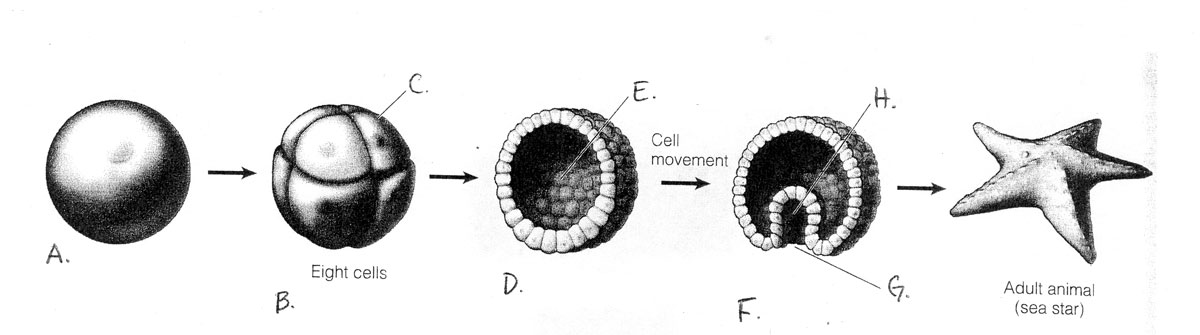 AP Biology at HHS: August 2010