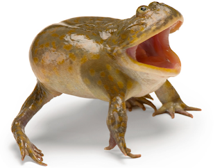GOD MADE THIS THING: BUDGETT'S FROG