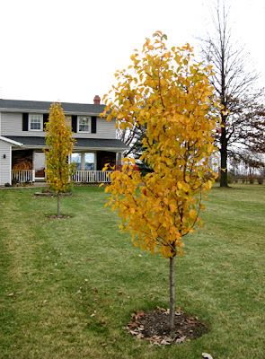 Our Little Acre: The Trees of Our Little Acre - Cleveland Pear