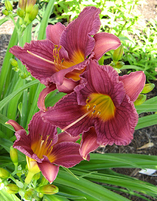 Our Little Acre: Daylily Days