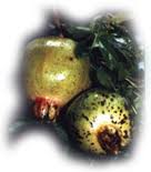 Herbal medicine: Herbal Medicines
