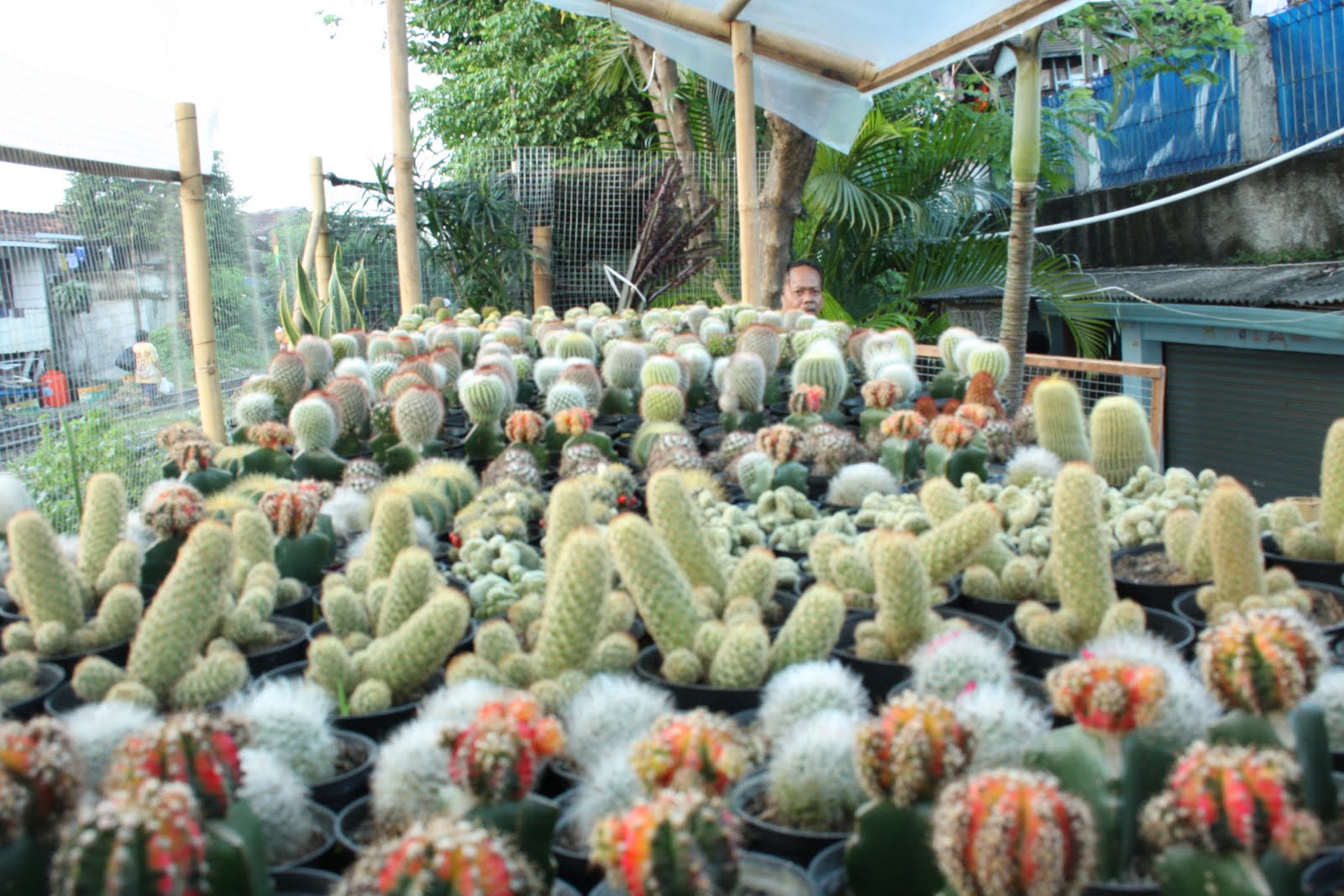 Adjie Kaktus: Contoh Souvenir Kaktus Mini & Jenis Kaktus Mini