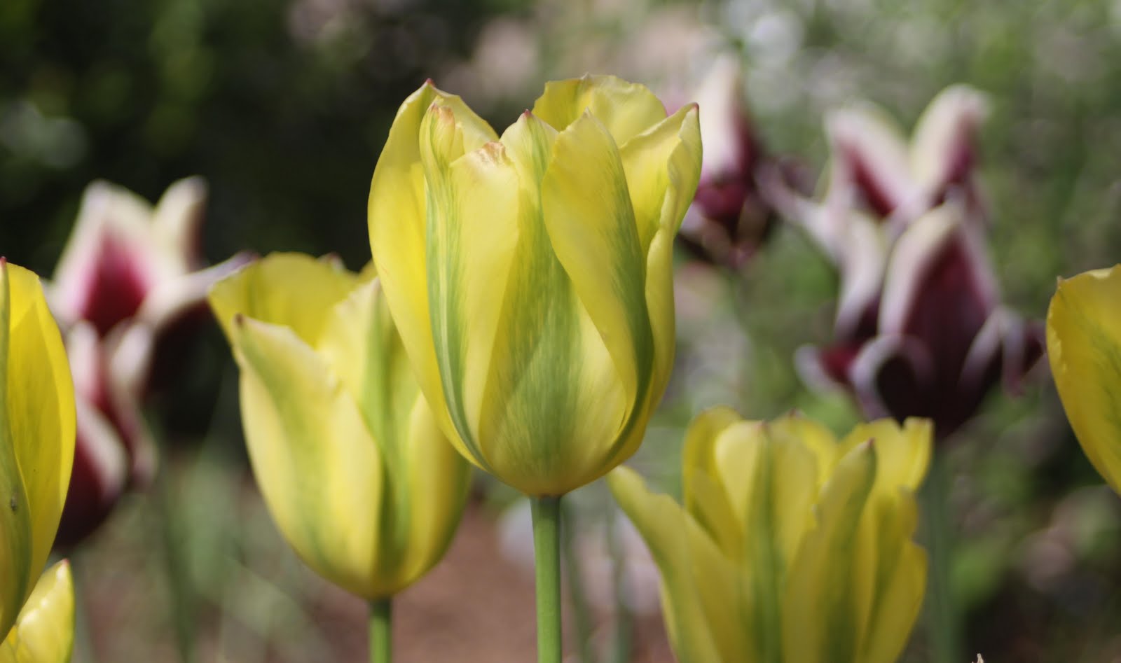 Garden on the Edge: Garden Bloggers Bloom Day