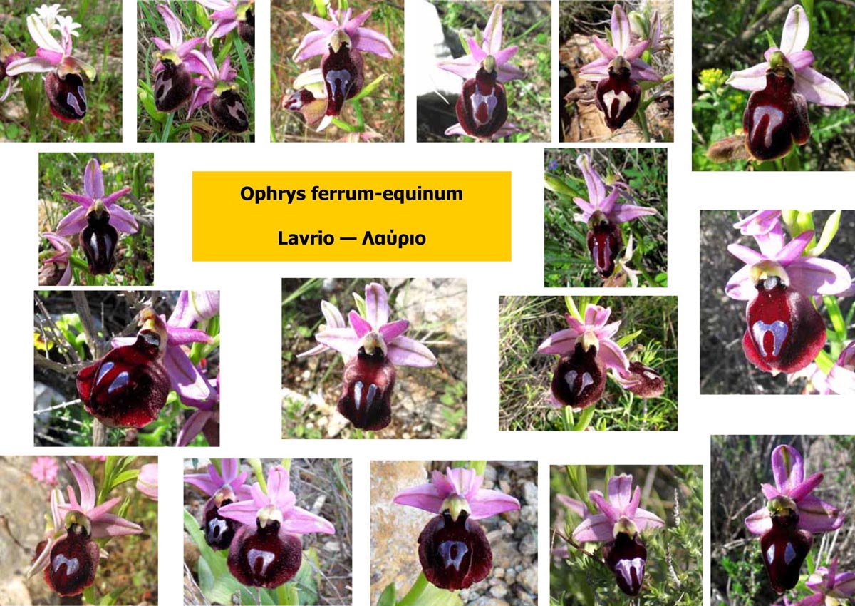 Orchids of Greece: Ophrys ferrum-equinum από το Λαύριο
