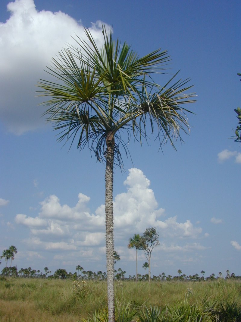 MadalBo: ¡¡¡¡¡Parque Madidi en Peligro¡¡¡¡¡