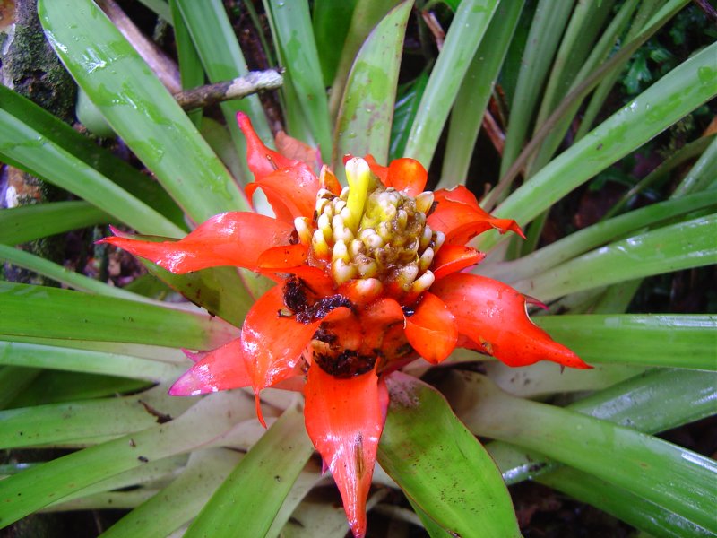 MadalBo: ¡¡¡¡¡Parque Madidi en Peligro¡¡¡¡¡