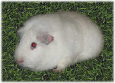 empresa de cuyes Urubamba: DATOS DEL CUY