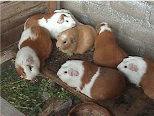 empresa de cuyes Urubamba: DATOS DEL CUY