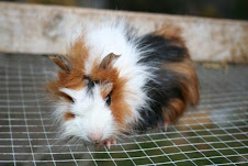 empresa de cuyes Urubamba: DATOS DEL CUY