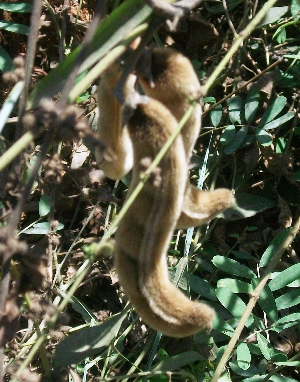 ZAMARADI: UNAUFAHAMU UPUPU!!???