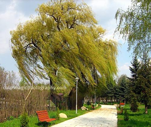 ~Dwarf weeping yew~ ~dwarf weeping yaupon~