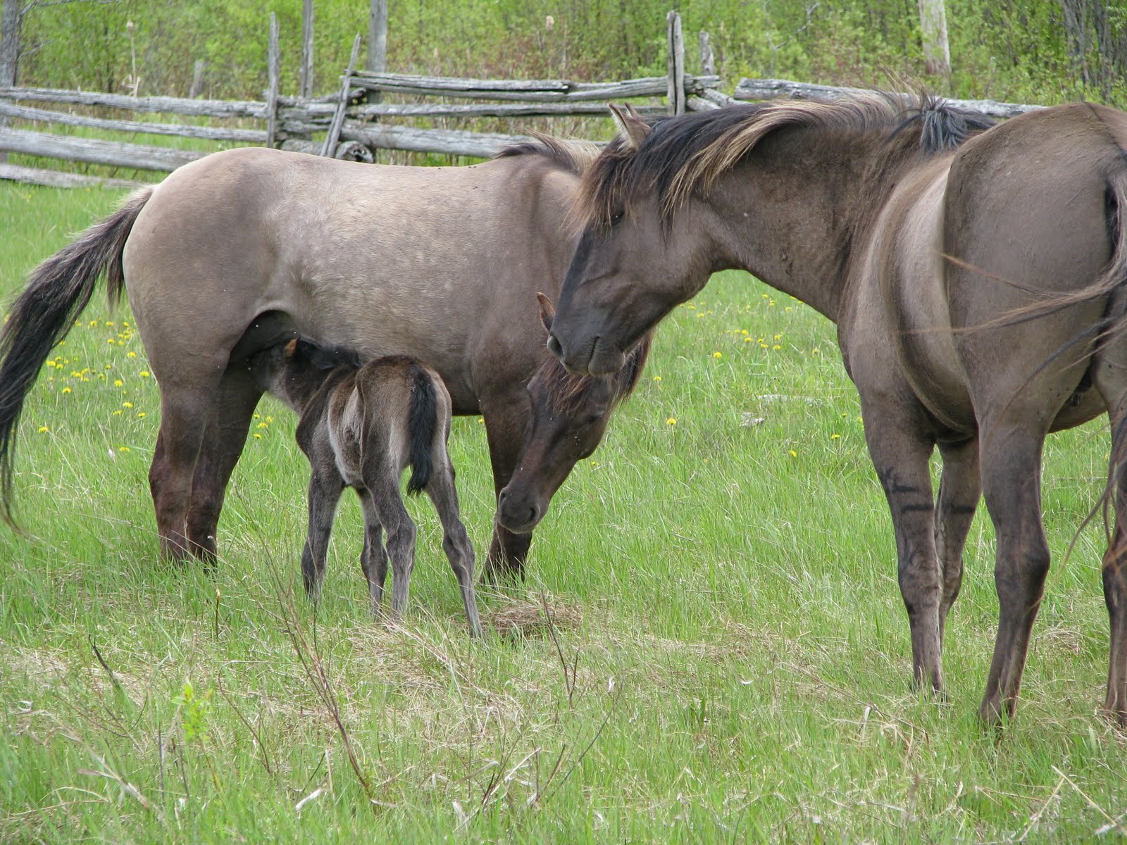 Journal of Ravenseyrie: Documenting Altamiro's Offspring / Fada