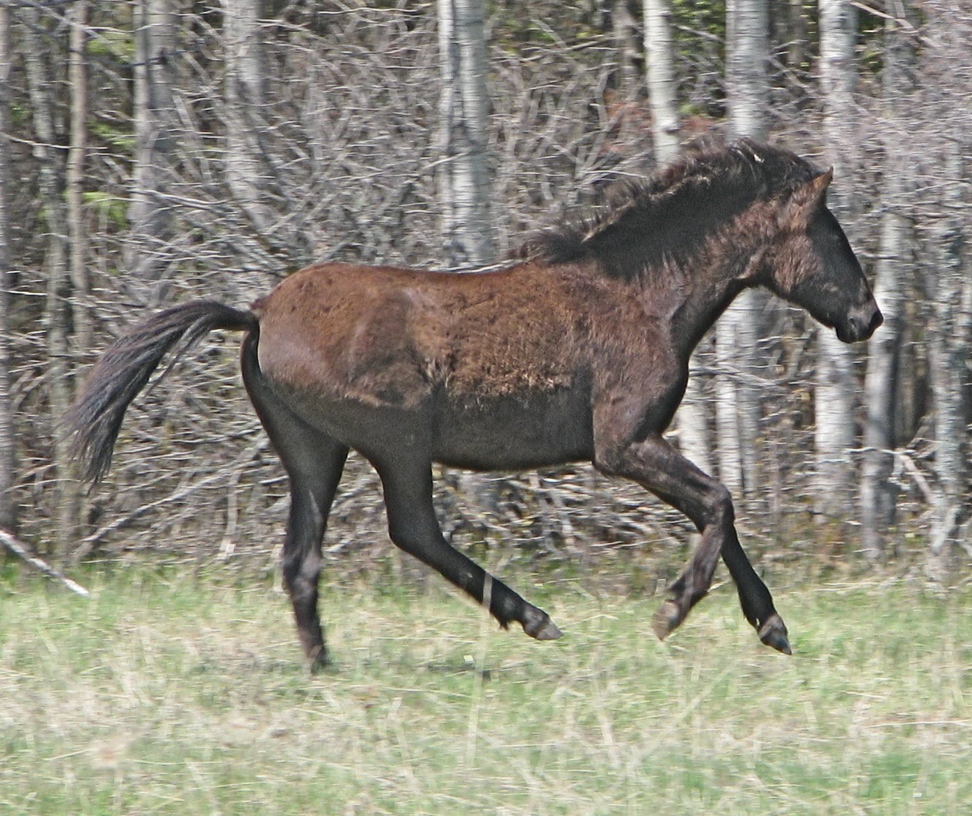 Journal of Ravenseyrie: Documenting Altamiro's Offspring / Fada
