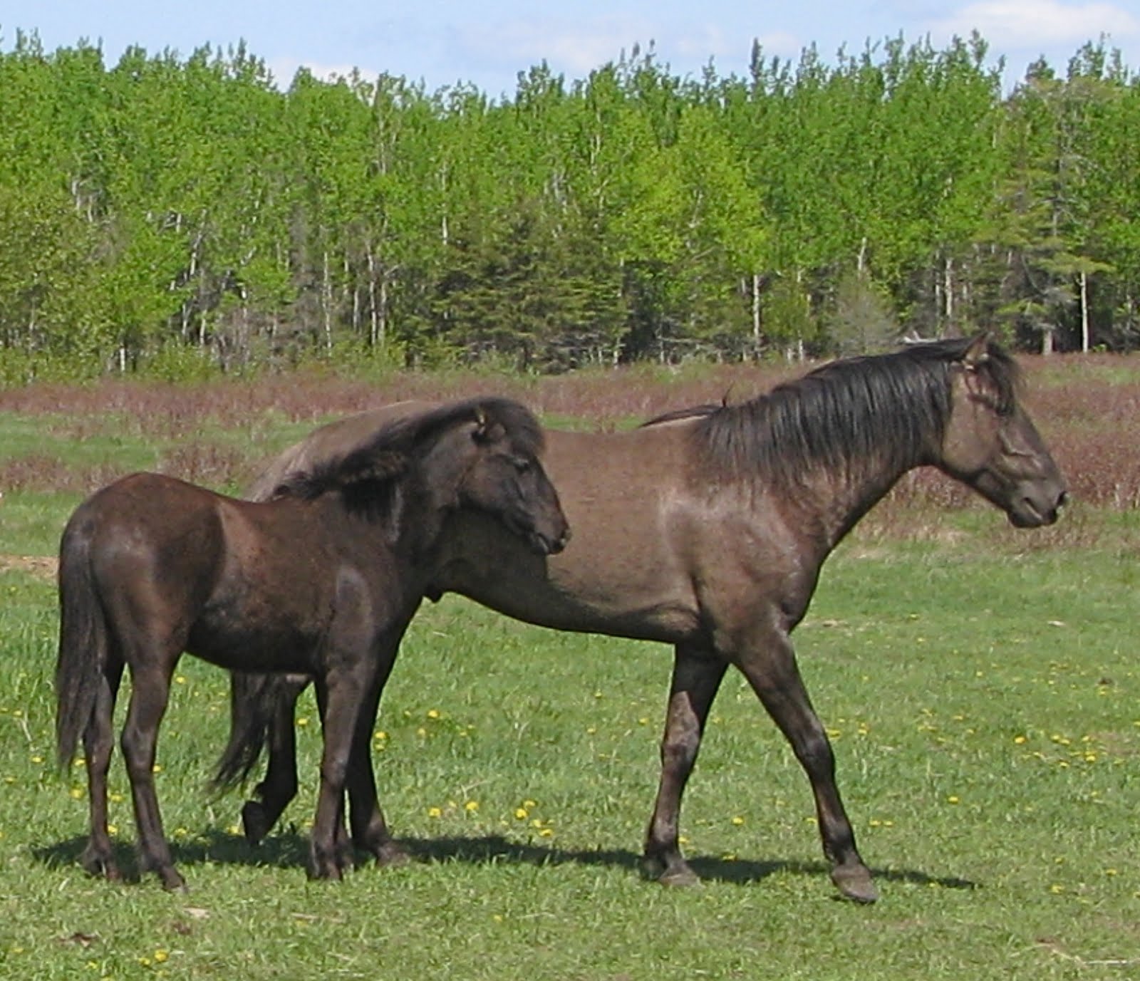 Journal of Ravenseyrie: Documenting Altamiro's Offspring / Fada