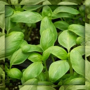 Sweet Italian Basil