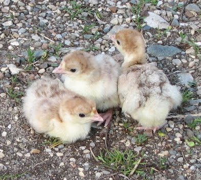 Ludemans Backyard Farm and Garden Store: Baby Bourbon Red Turkeys