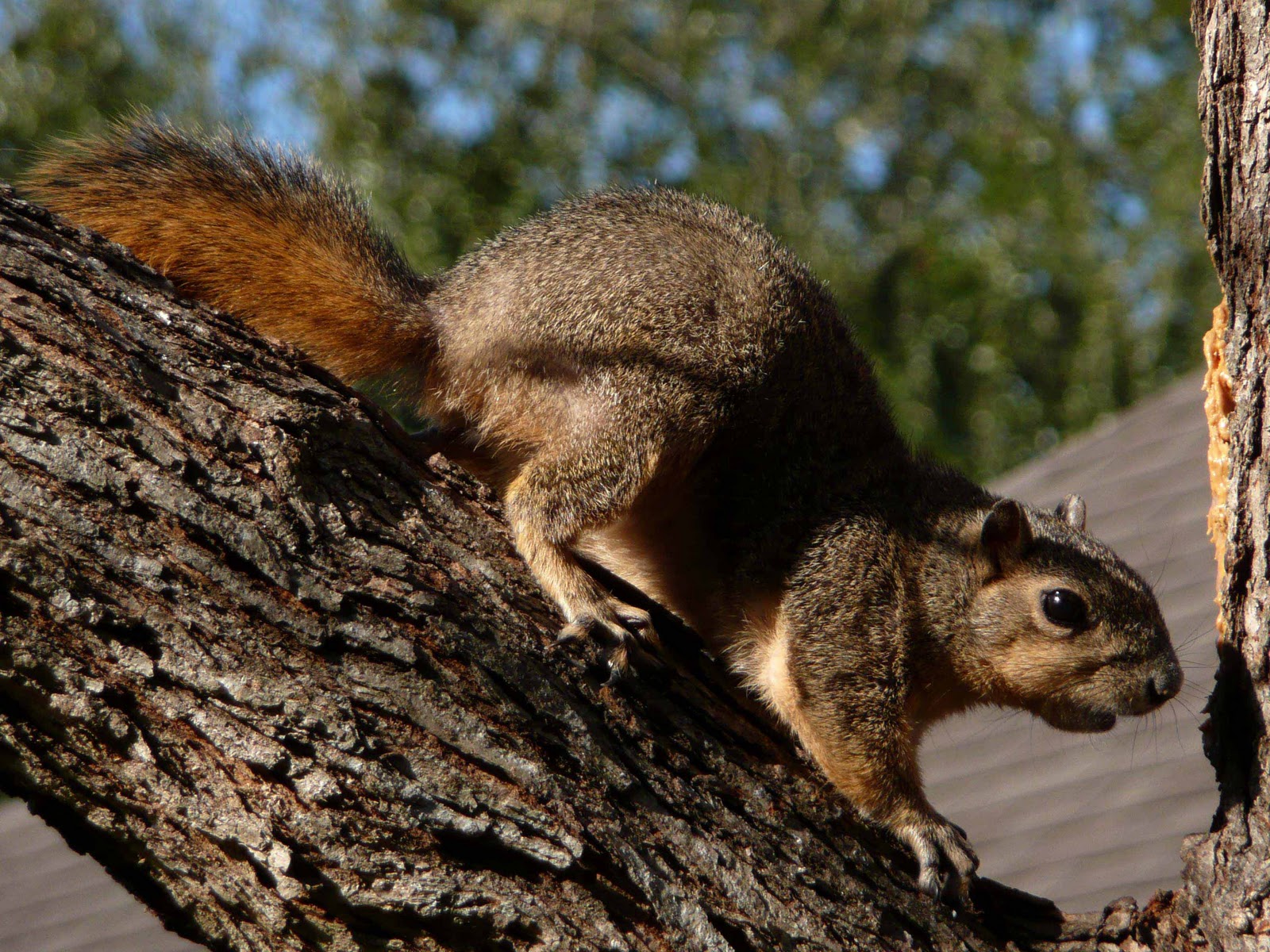 The Milkweed Patch: Fox Squirrel