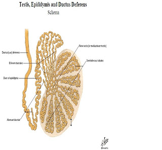meew'' edu: Sistem Reproduksi