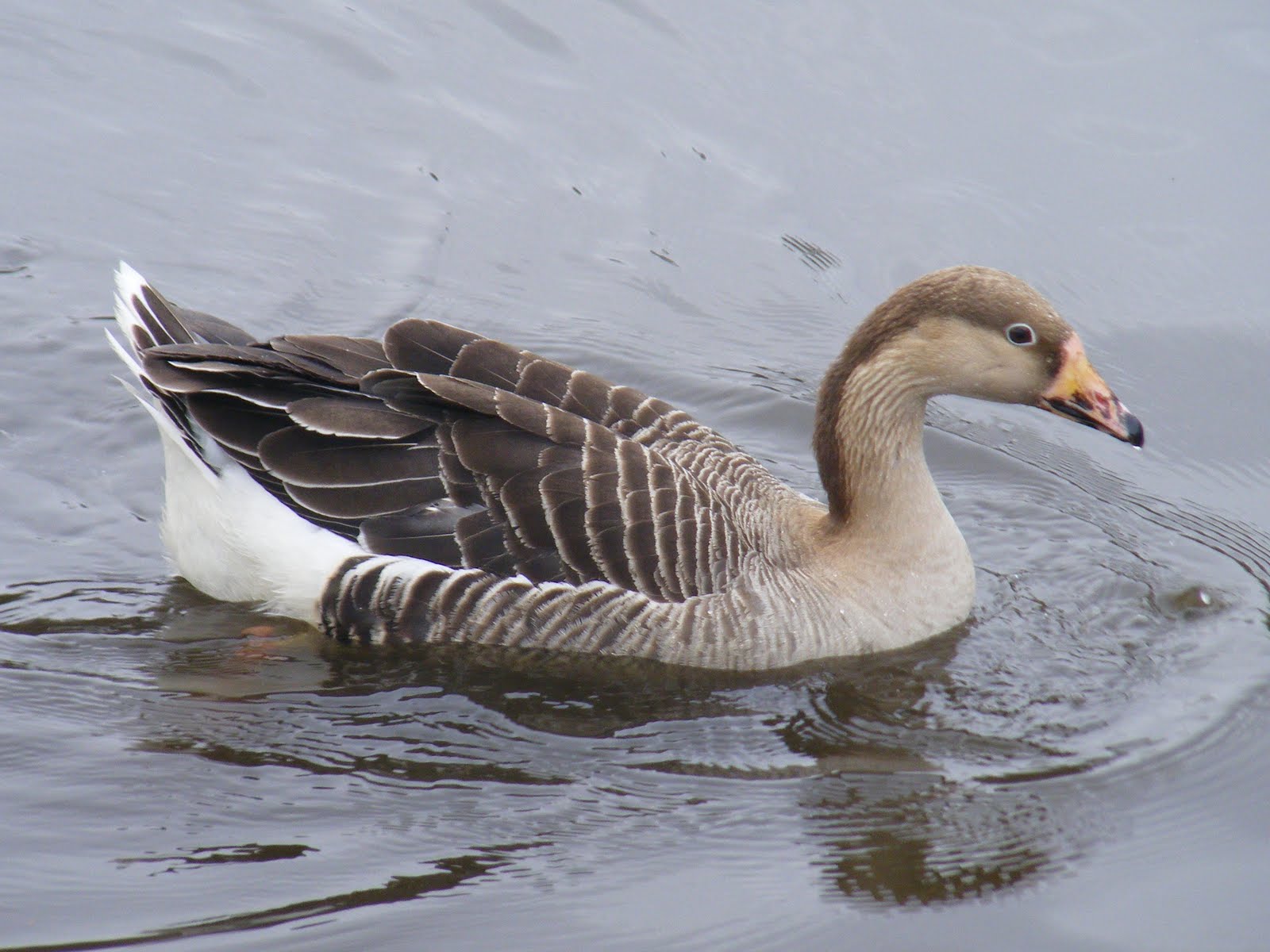 a hydra's cryptic ramblings: More hybrid geese: various Canada x ...