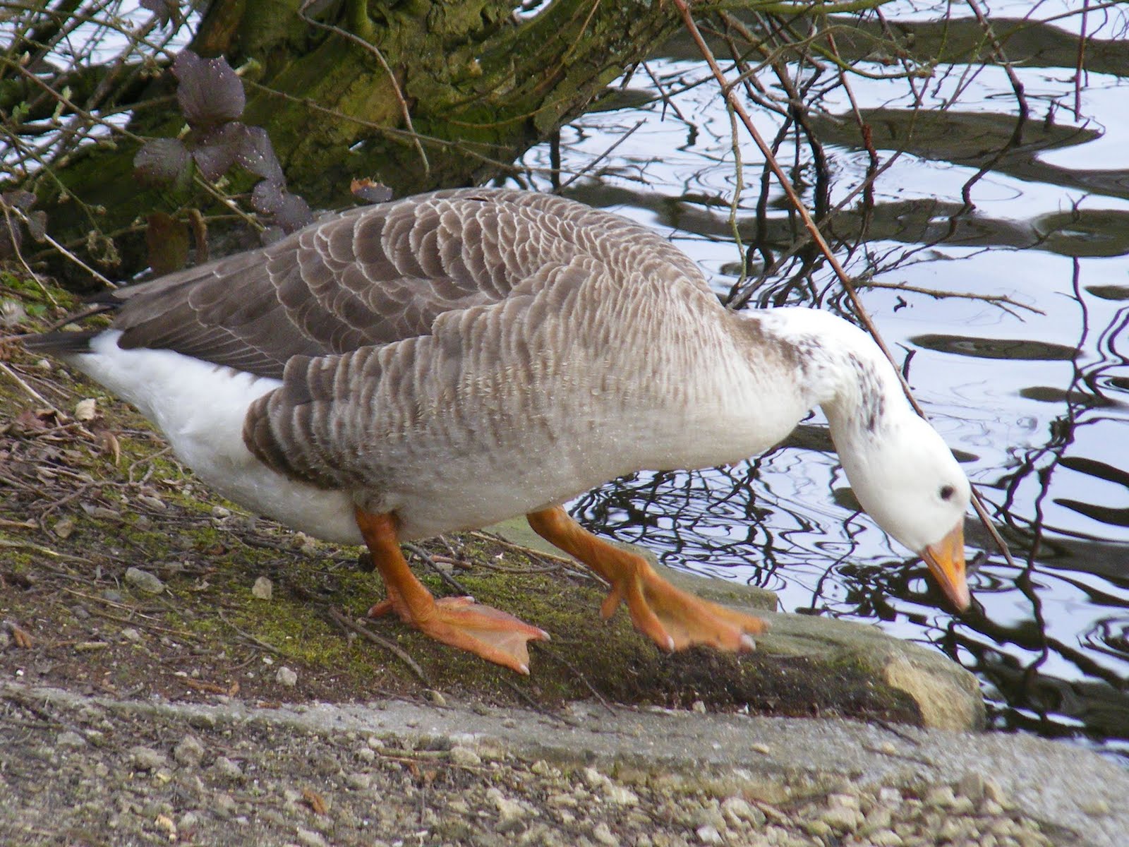 a hydra's cryptic ramblings: More hybrid geese: various Canada x ...
