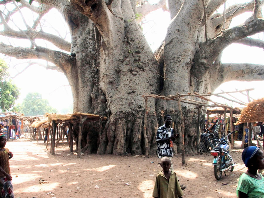Sancara - Blog sull'Africa: Baobab, un simbolo africano