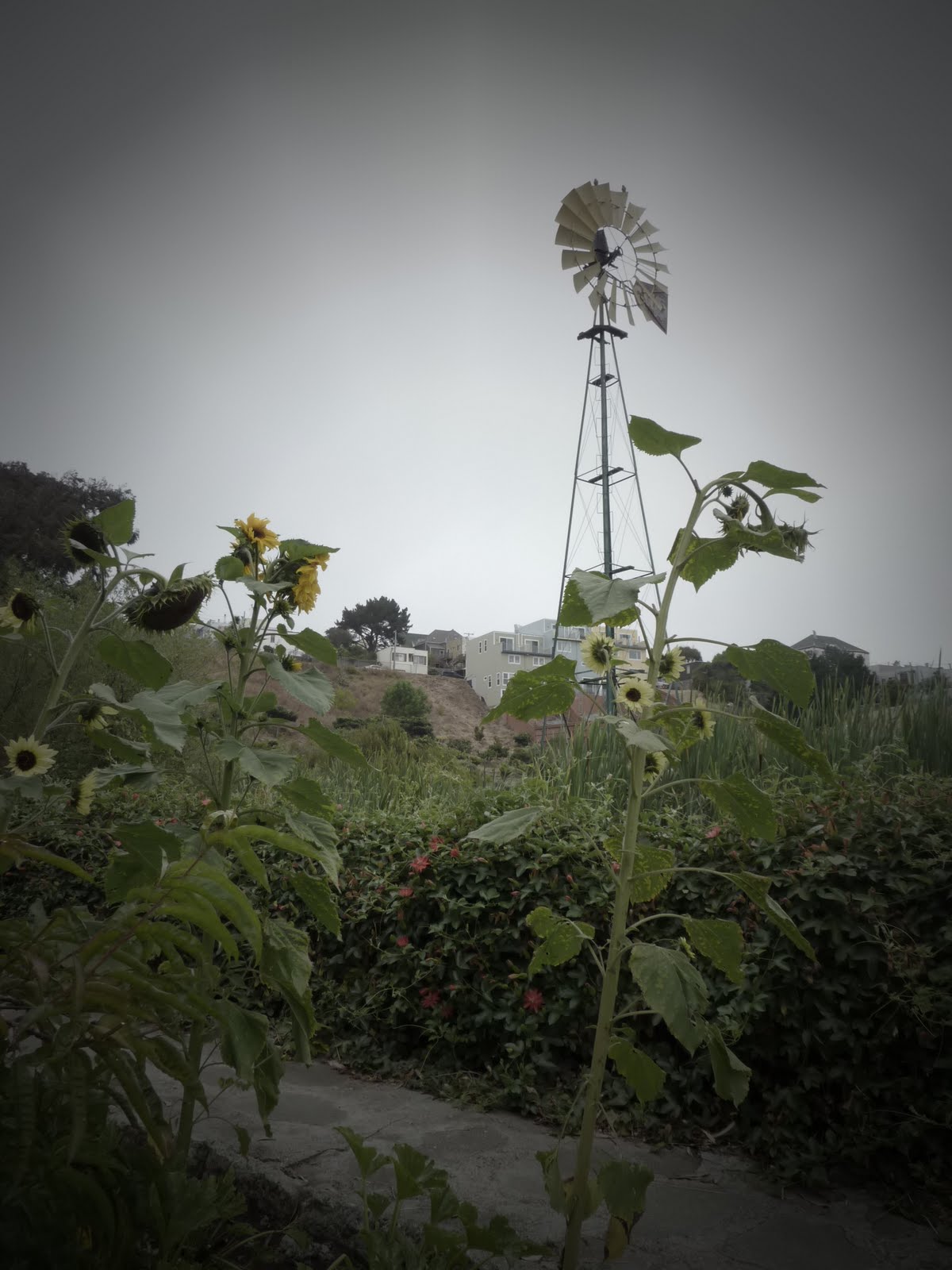 Free-Food-People: San Francisco Farms: Alemany Farm