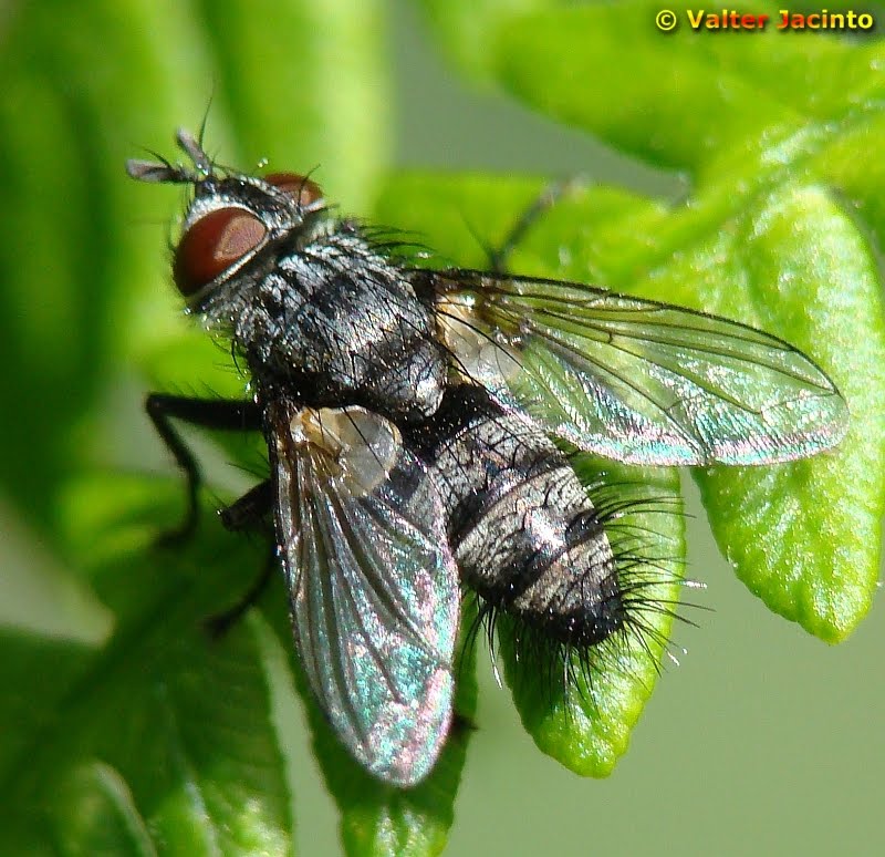 Biologia dos Insetos: Diptera