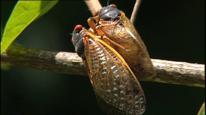 Biologia dos Insetos: Homoptera