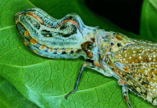 Biologia dos Insetos: Homoptera