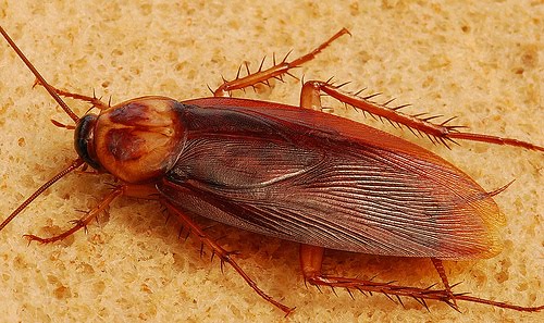 Biologia dos Insetos: Blattodea