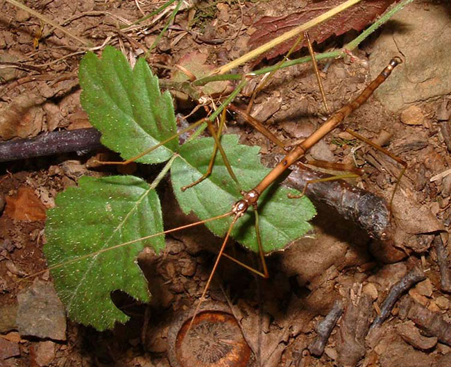 Biologia dos Insetos: Phasmatodea