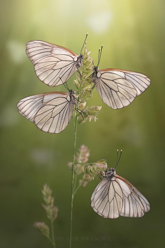 Biologia dos Insetos: Insetos:Diversidade e morfologia