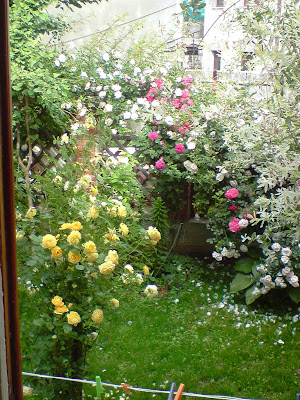 Living Romanian: Loving ROSES