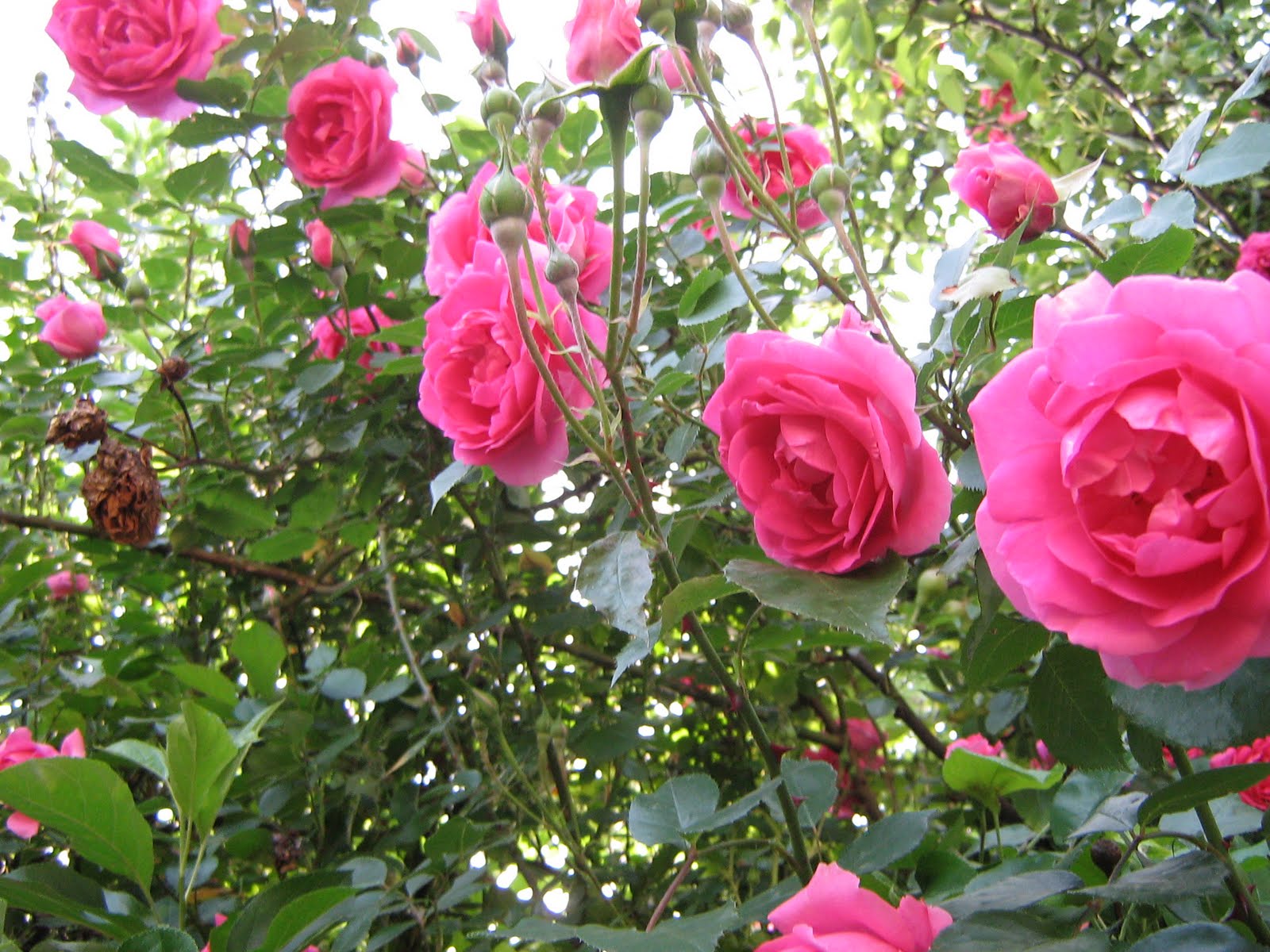 Living Romanian: Loving ROSES