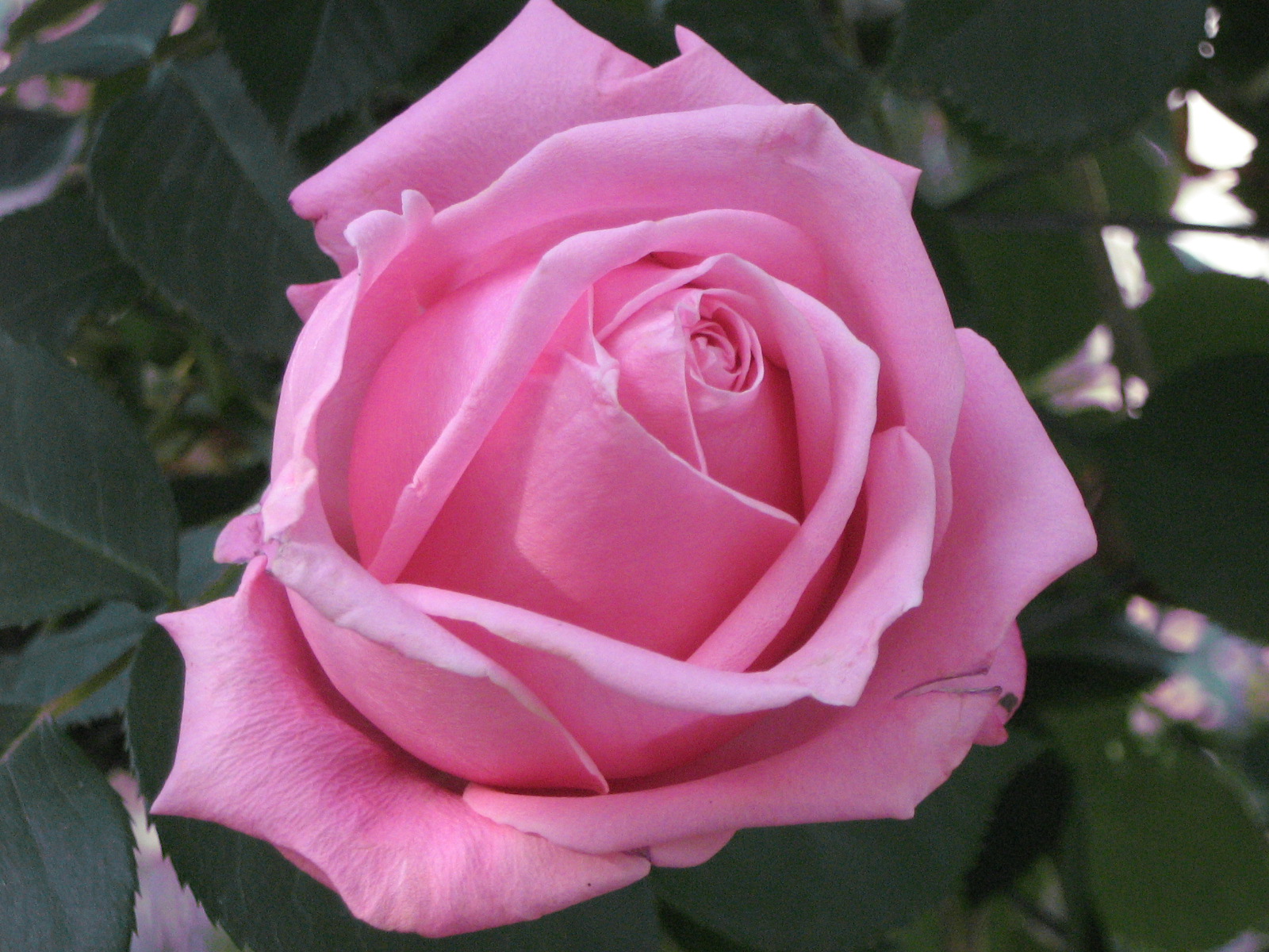 Living Romanian: Loving ROSES
