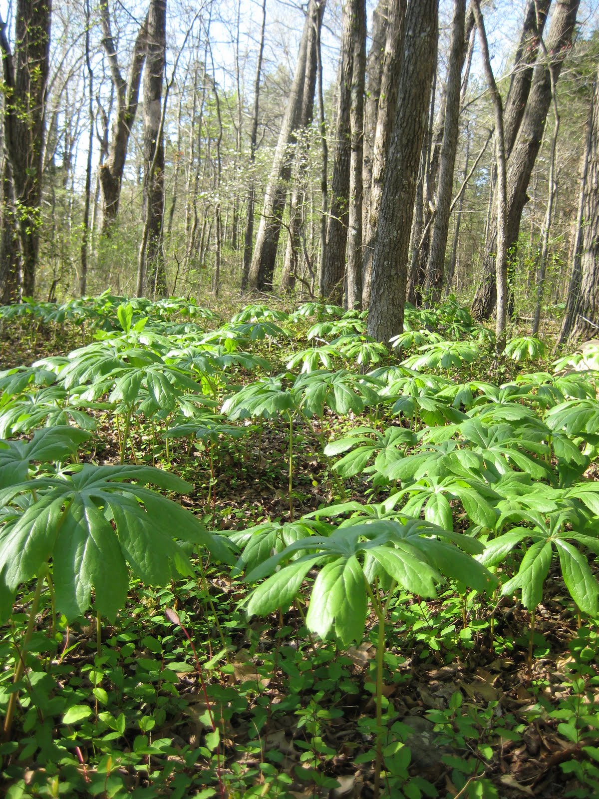 The Land of Melting Shadows: American Mandrake